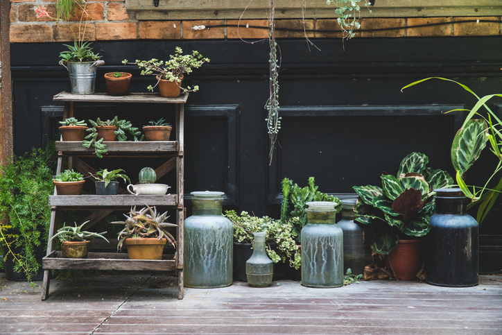 The 7 Plants That Can Guide You Through the Stages of Grief | The Times